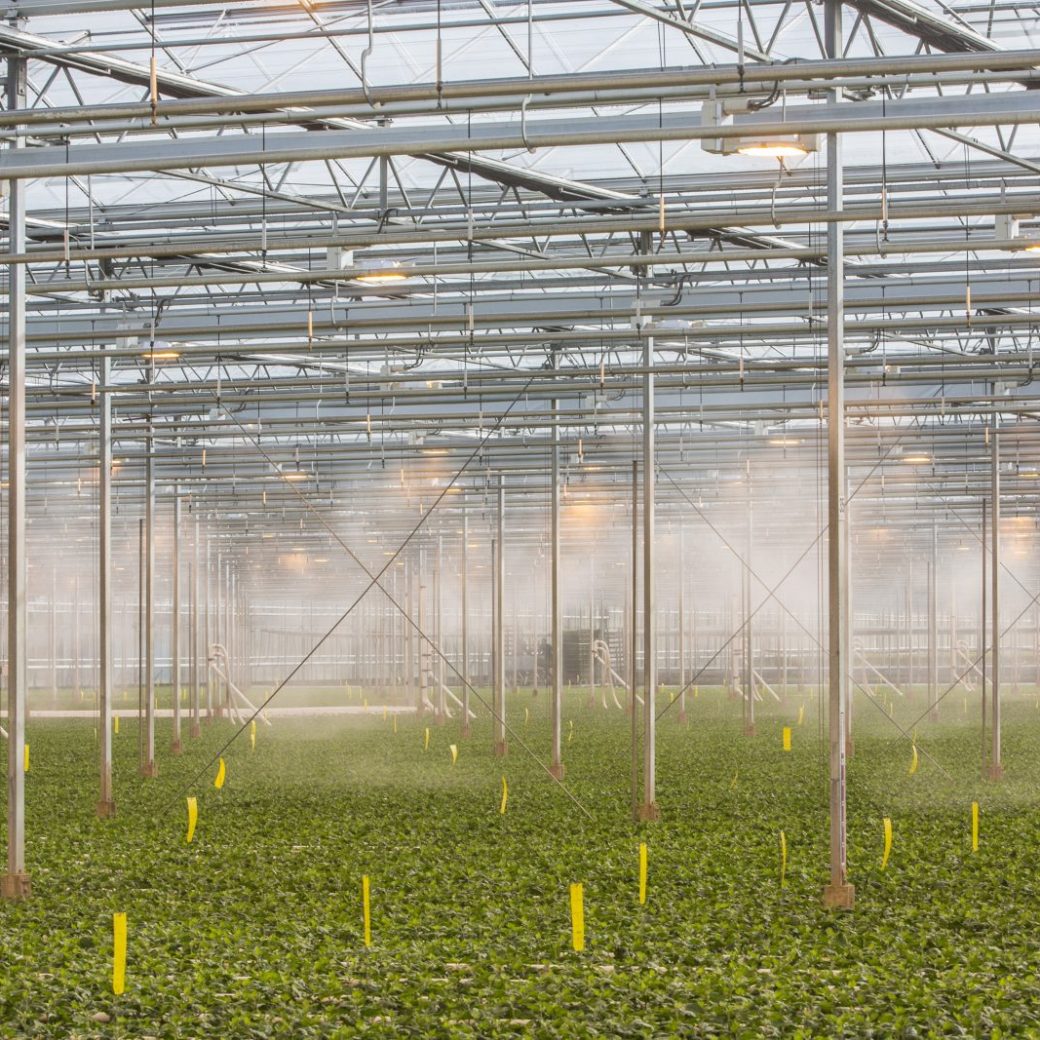 Fogging Systems – Agri Future